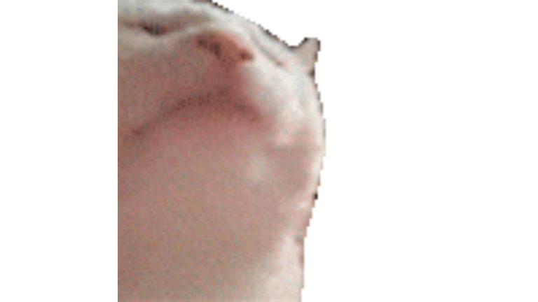 CatJAM | Know Your Meme - The National